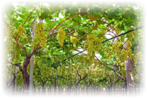 Caruthers Raisin – Caruthers Raisin