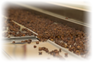 Caruthers Raisin – Caruthers Raisin