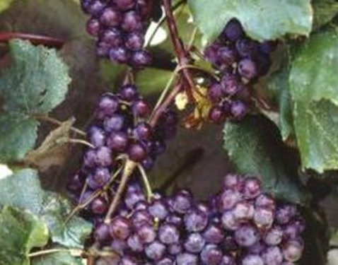 Creating Raisins – Caruthers Raisin