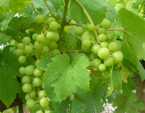 Creating Raisins – Caruthers Raisin