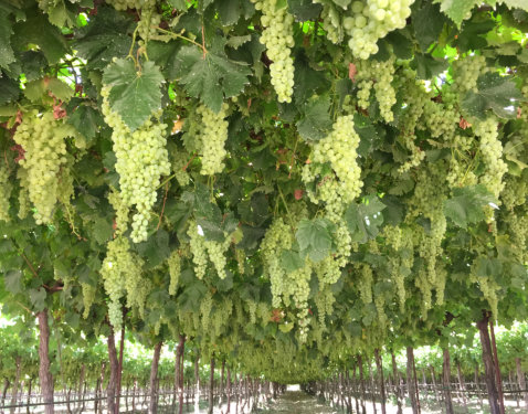 Creating Raisins – Caruthers Raisin