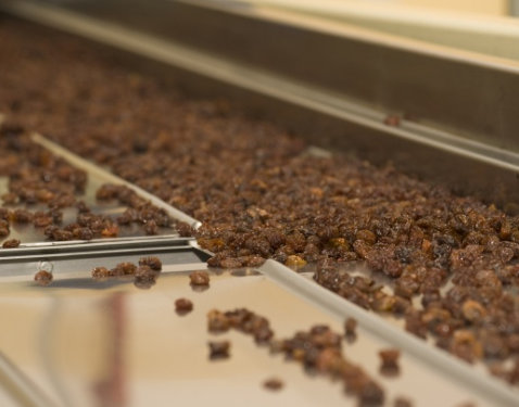 Creating Raisins – Caruthers Raisin