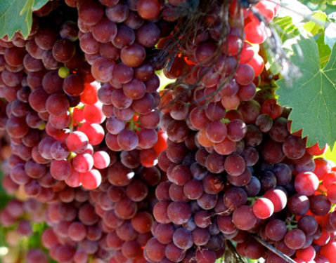 Creating Raisins – Caruthers Raisin