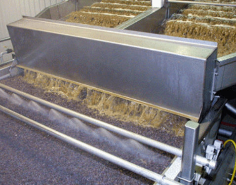 Creating Raisins – Caruthers Raisin