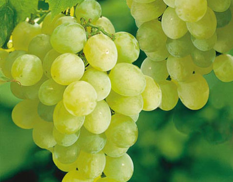 Creating Raisins – Caruthers Raisin